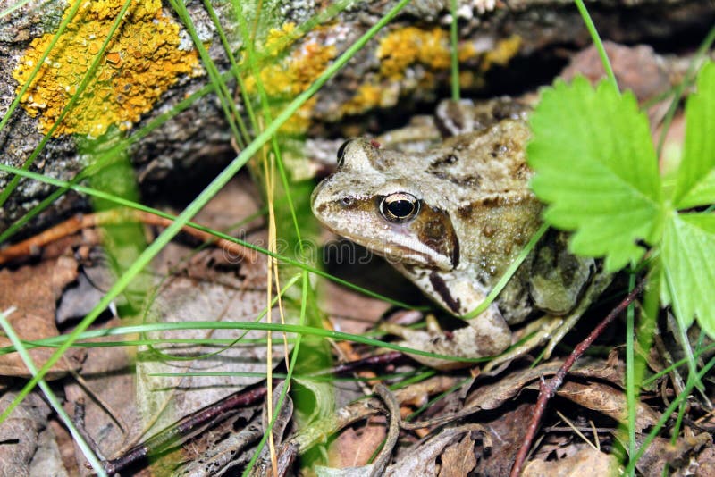 A Frog Hiding from the Photographer. Stock Photo - Image of high, wild ...