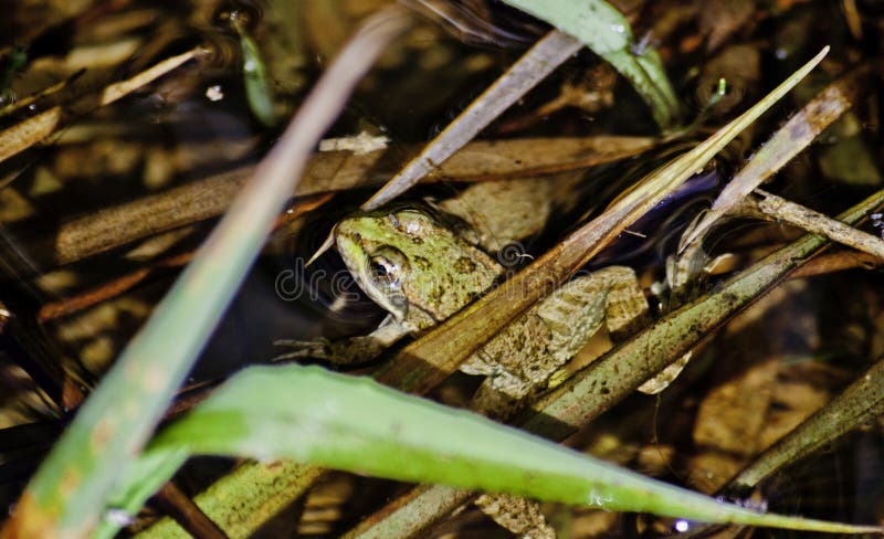 Scared Frog Image in Nature in a Mountain Forest Stock Image - Image of ...