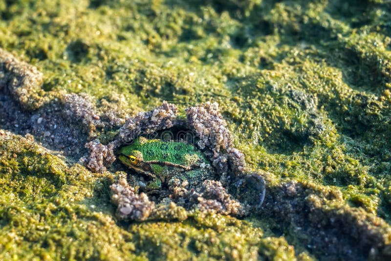A frog hiding in sand stock photo. Image of grass, water - 91841458