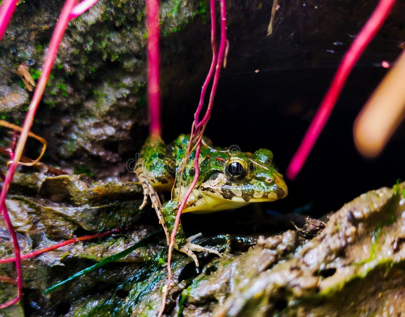 Shy Frog Hiding between Walls Stock Image - Image of rock, water: 222738175