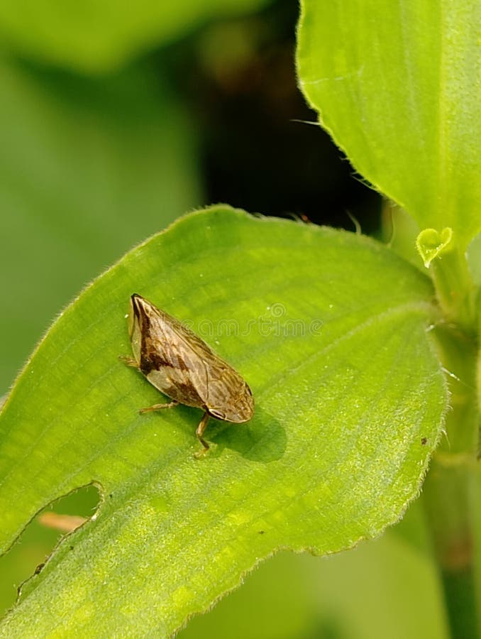 Frog Hopper Genus Clovia Conivera Leaves Background? Stock Image ...