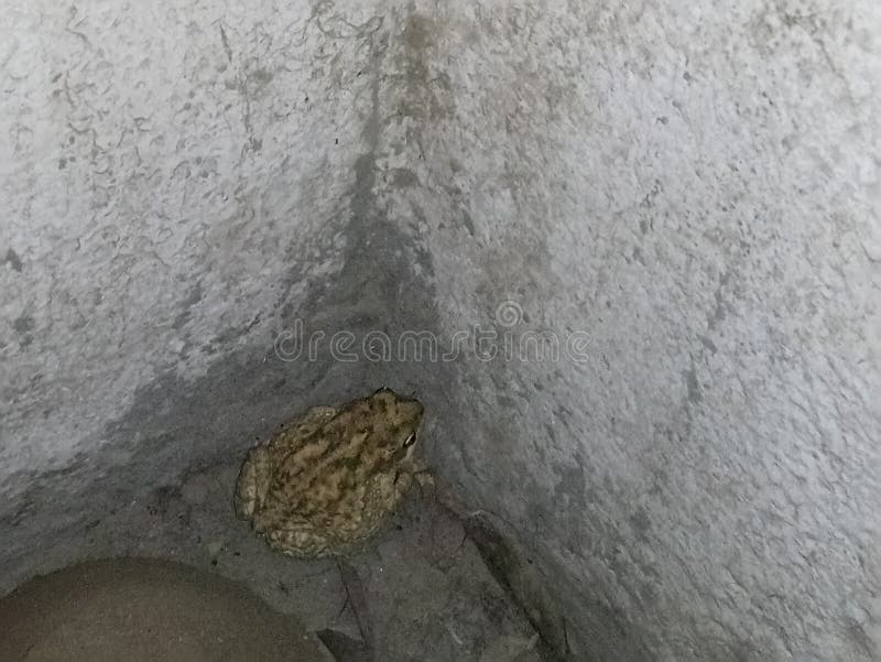 Frog in the house corner stock photo. Image of frog - 122847862