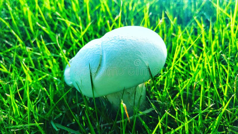 Frog in house stock image. Image of wildlife, happy - 193876689