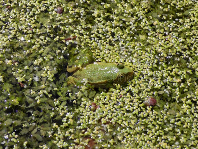 Wikipedia Wet Stock Photos - Free & Royalty-Free Stock Photos from ...