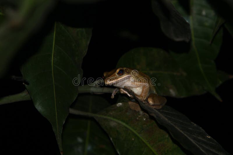 A frog hunting at night stock image. Image of night - 267035427