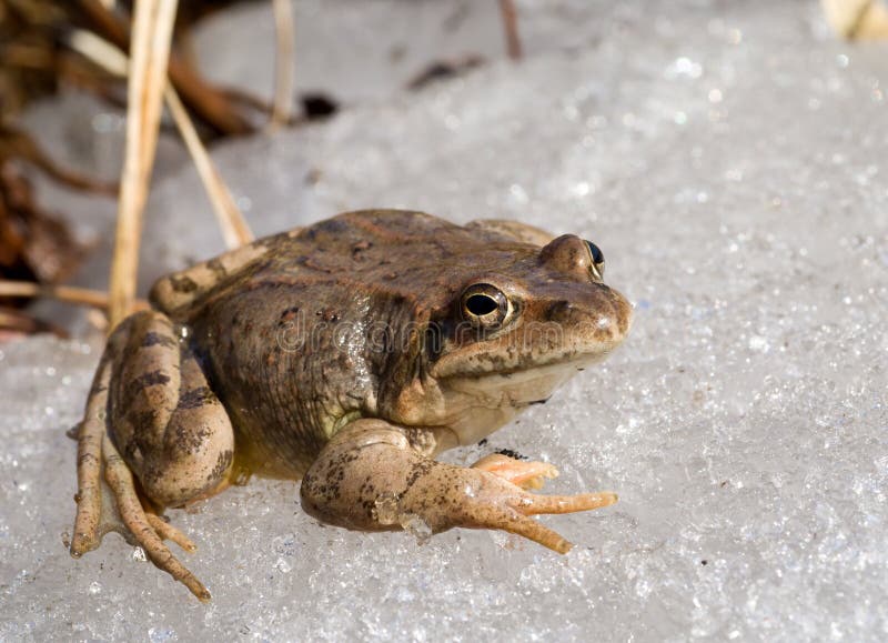 Frog Ice 7 Stock Photos - Free & Royalty-Free Stock Photos from Dreamstime