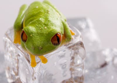 Frog on ice stock image. Image of front, green, large - 8235229