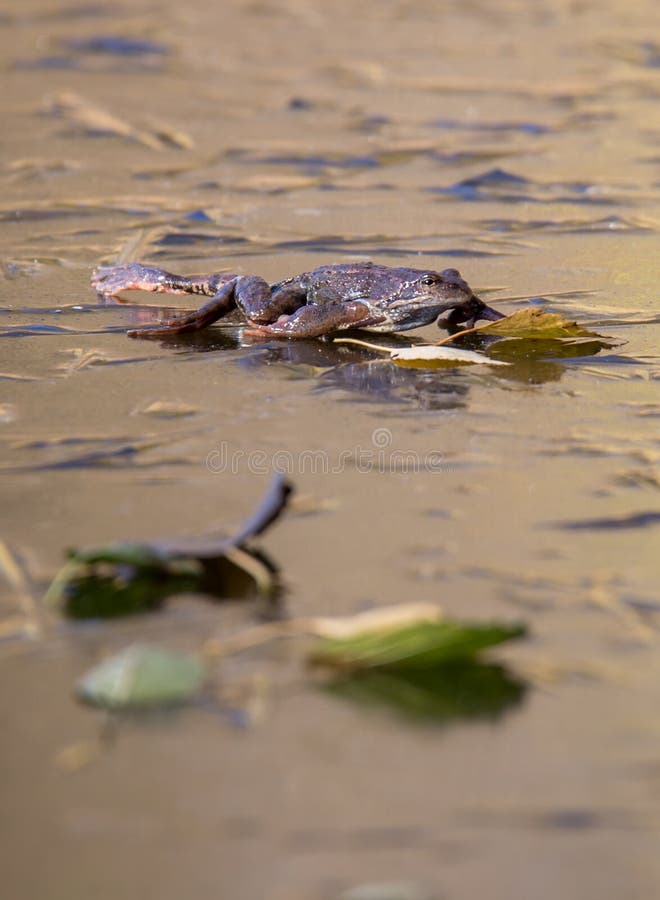 Frog on Ice stock image. Image of nature, amphibians - 61554603