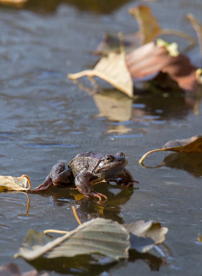 Frog on Ice stock image. Image of nature, amphibians - 61554603