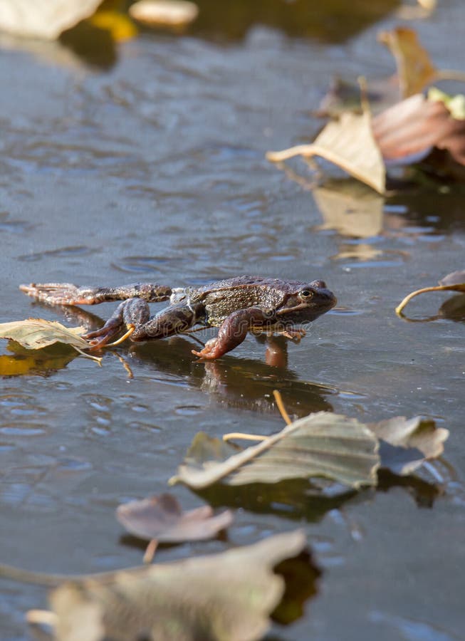 Frog on Ice stock photo. Image of russia, moscow, frog - 61554724