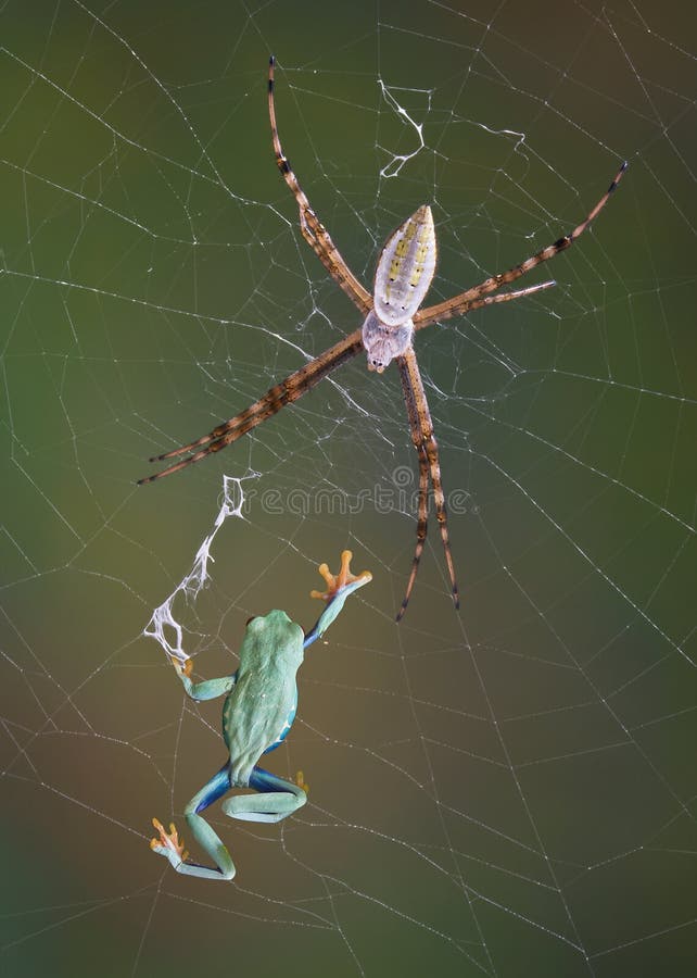 28+ Web frog Free Stock Photos - StockFreeImages