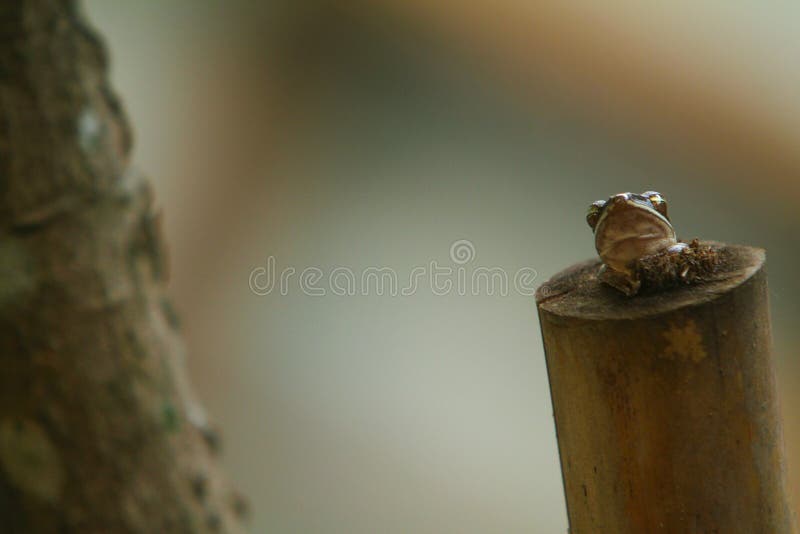 A Frog is Inside a Bamboo Stick Stock Image - Image of inside, frog ...