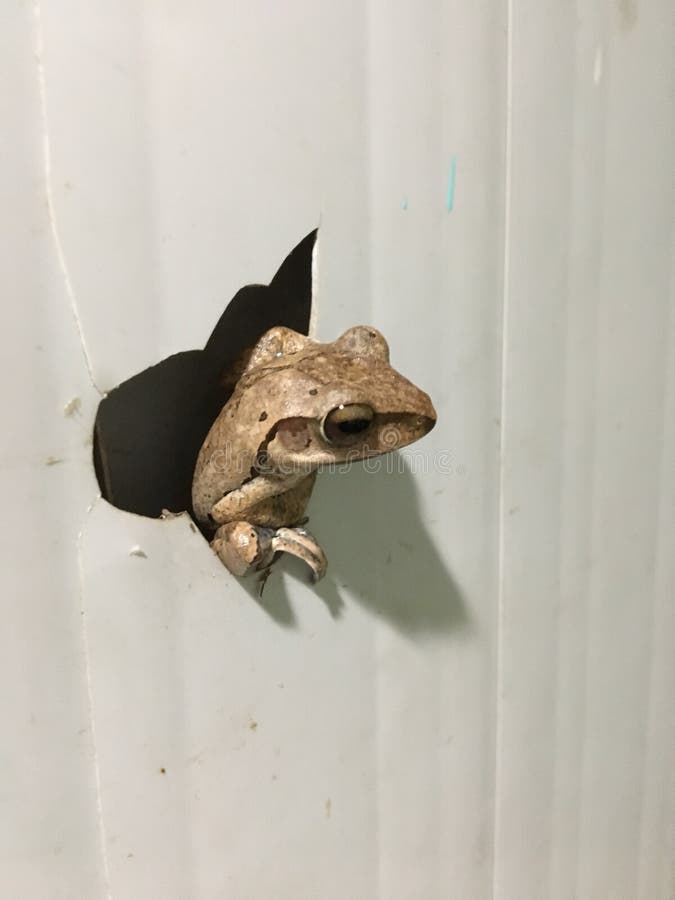 3d Frog Inside a Low-poly Green Scene Stock Image - Image of jump ...