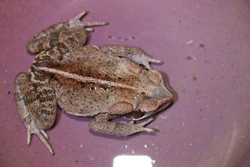 A Frog Inside an Empty Pool Cooling Off from the Heat Stock Image ...