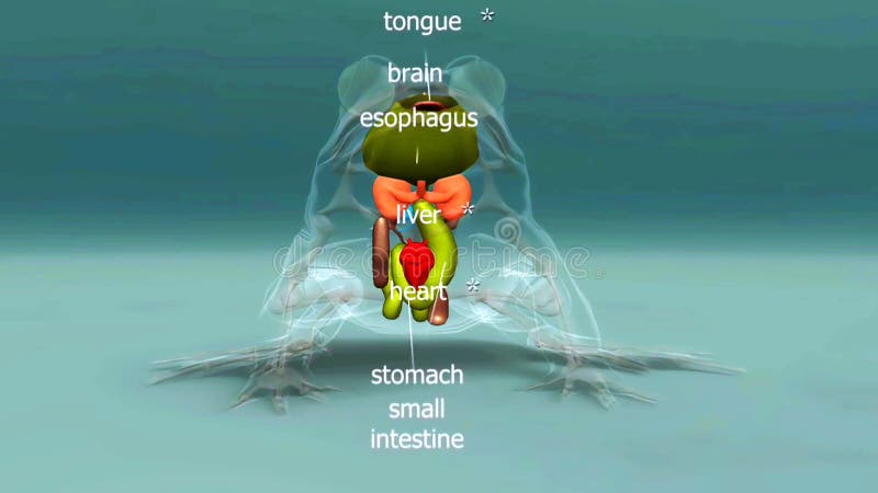 Frog Internal Organs Anatomy Stock Video - Video of lung, reproductive ...