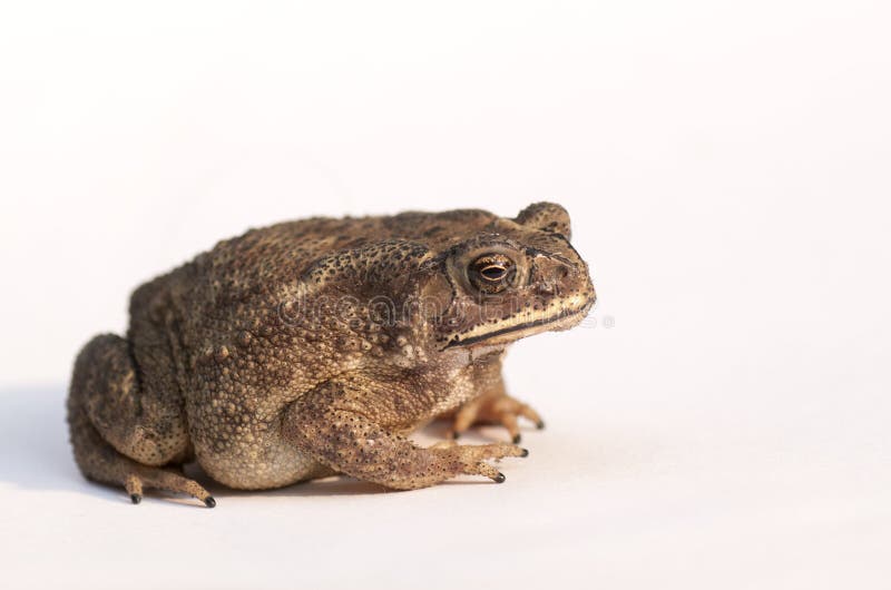 Toad stock photo. Image of isolated, wild, frog, cold - 14994446