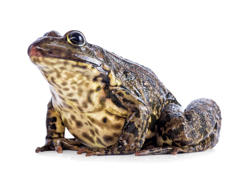 Male Arms with Flexed Biceps Muscles Stock Photo - Image of success ...