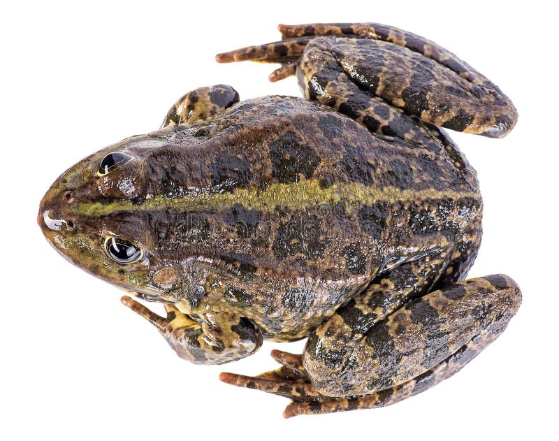 Green Frog Top View Isolated On White Stock Photo - Image of tropical ...