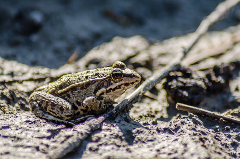 Frog in Its Natural Environment Stock Photo - Image of amphibians ...