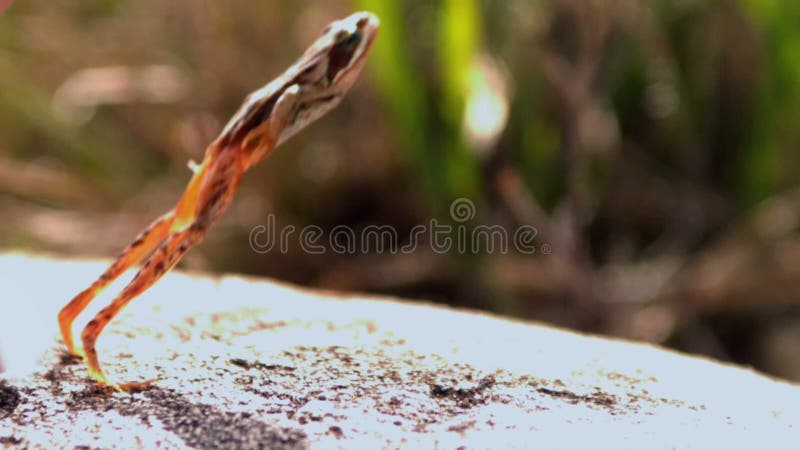 Frog jumping off a rock stock video. Video of frog, highspeed - 40064337