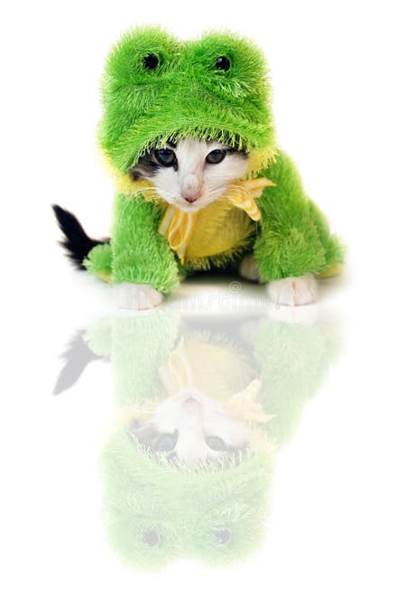 916 Cat Frog Stock Photos - Free & Royalty-Free Stock Photos from ...