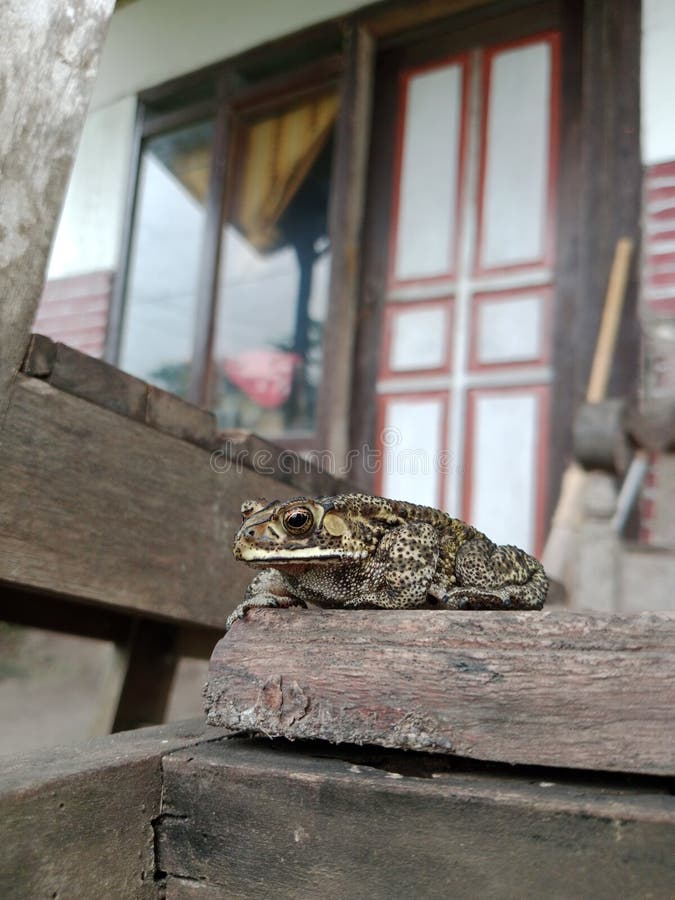 Frog Kolong Indonesia Reftile Stock Image - Image of melanostictus ...