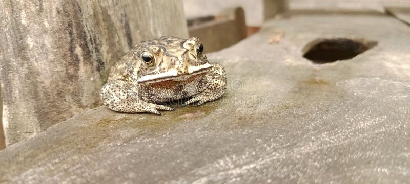 Kolong Indonesia Stock Photos - Free & Royalty-Free Stock Photos from ...