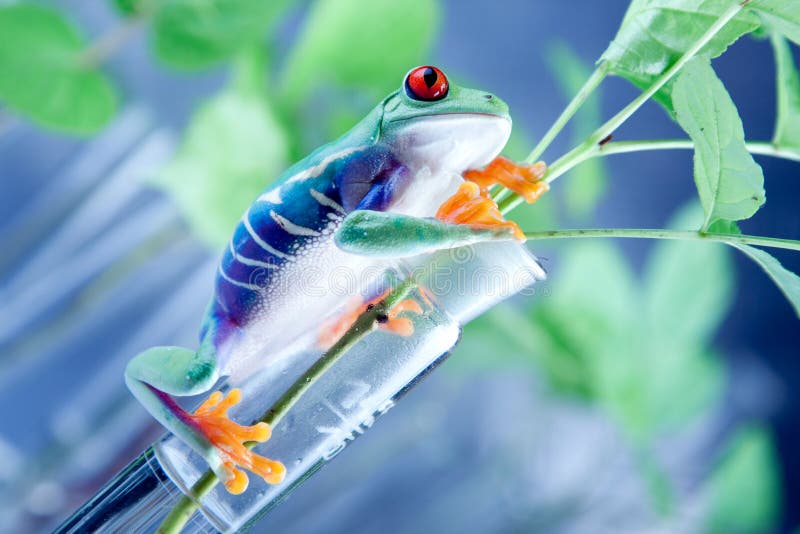Frog in lab stock photo. Image of chemistry, background - 14567786