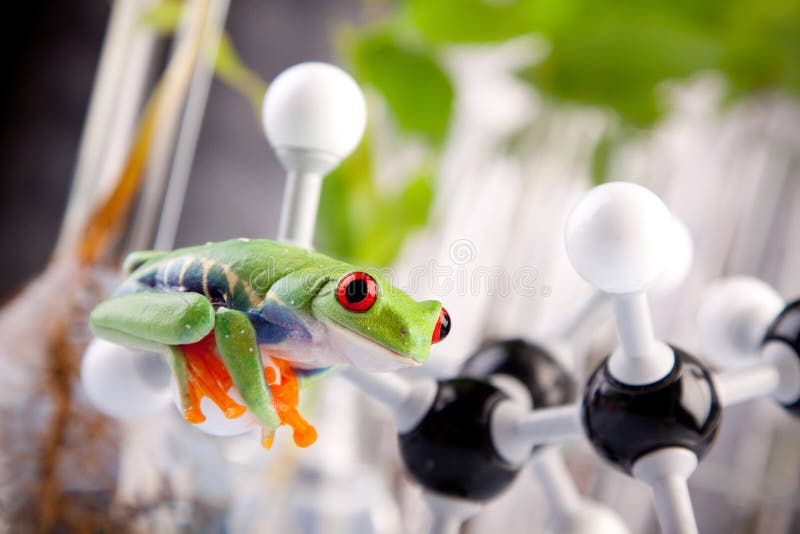 Frog in lab stock photo. Image of enetic, medicine, growing - 14567796