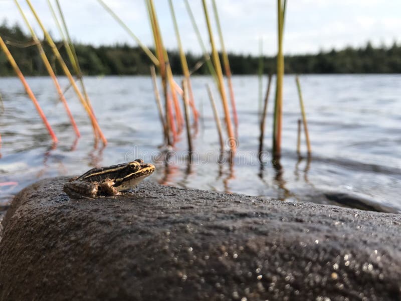 Frog by the lake stock photo. Image of green, amphibian - 100028976