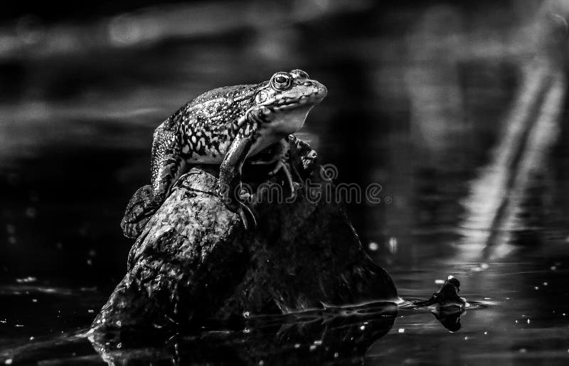 Frog, Lake, Monochrome stock image. Image of amphibian - 258802493