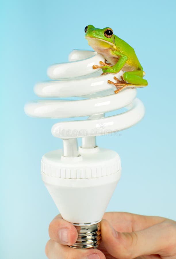 Frog on lamp stock image. Image of light, kyoto, frog - 10715617