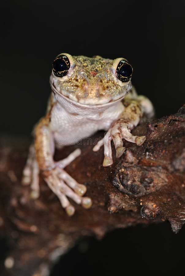 Tree Frog Rain Forest Animal Big Eyes Exotic Stock Image - Image of ...