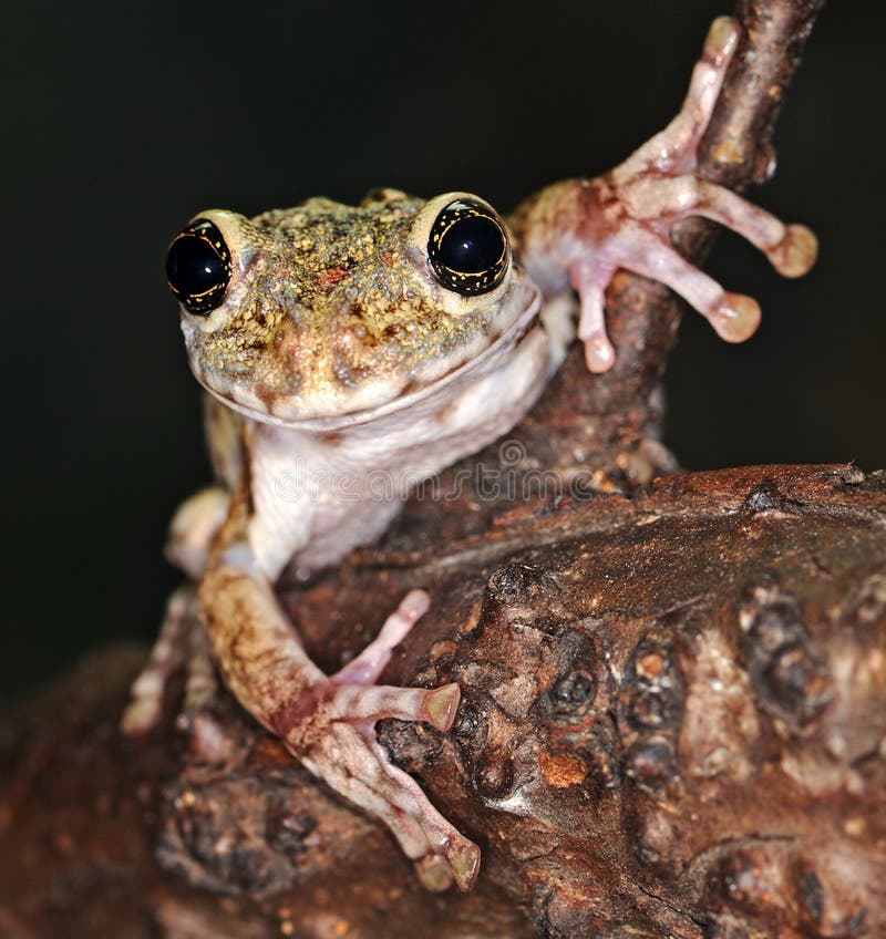 Frog with large eyes stock image. Image of nocturnal - 23403653