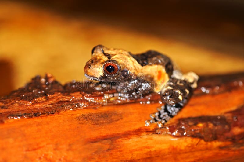 Frog with large eyes stock image. Image of nocturnal - 23403635