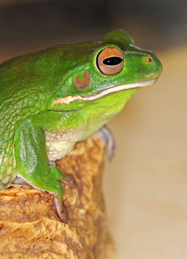Frog with large eyes stock image. Image of nocturnal - 23403653