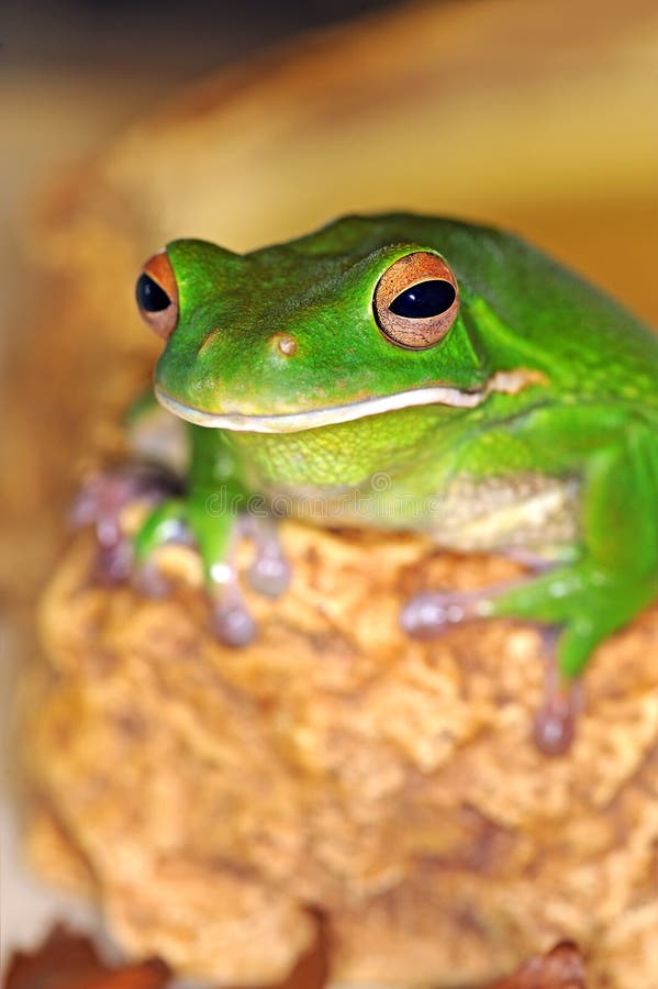 Frog with large eyes stock image. Image of nature, amazon - 23403669