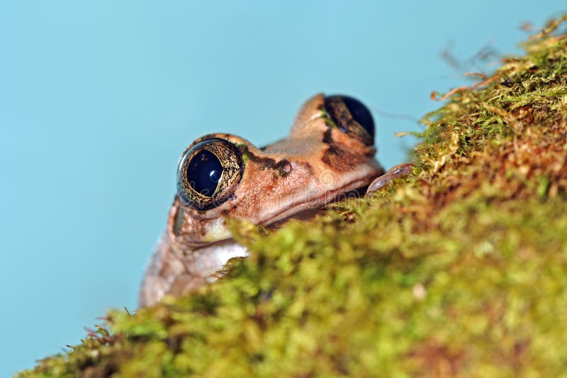 Frog with large eyes stock image. Image of branch, phyllomedusa - 23403779