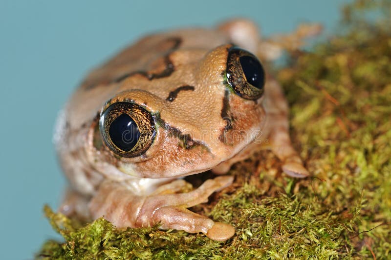 Frog with large eyes stock image. Image of nocturnal - 23403653