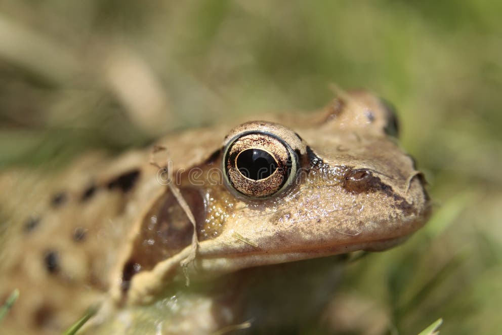 Frog stock photo. Image of land, cold, toad, frog, reptiles - 49920586