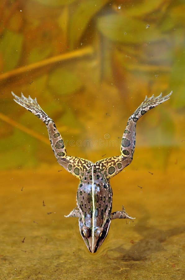 Frog and larvas stock image. Image of closeup, detail - 21423867