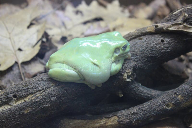 Frog Laying on Lotus in Frog Pond Stock Photo - Image of small, closeup ...