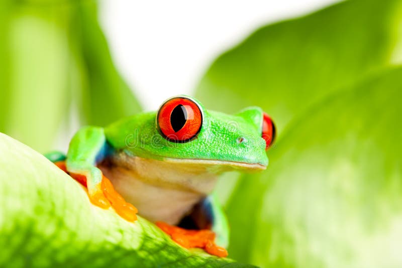 Frog on a leaf stock photo. Image of nature, looking - 10040288