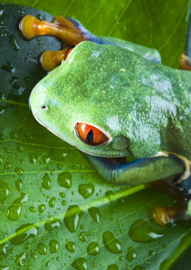 Frog on the leaf stock image. Image of lean, frogs, bulging - 1818593