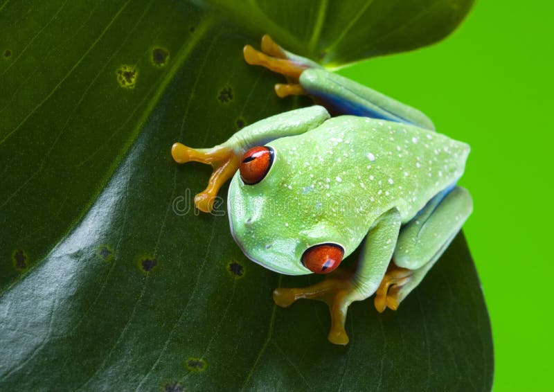 Frog On The Leaf Picture. Image: 1818696