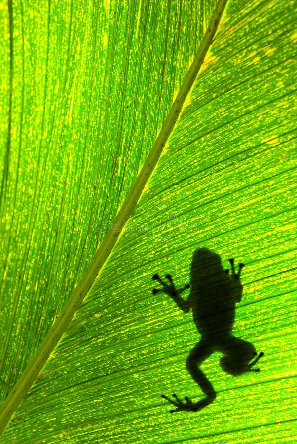 Frog Shadow stock photo. Image of animal, webfoot, tree - 14422348