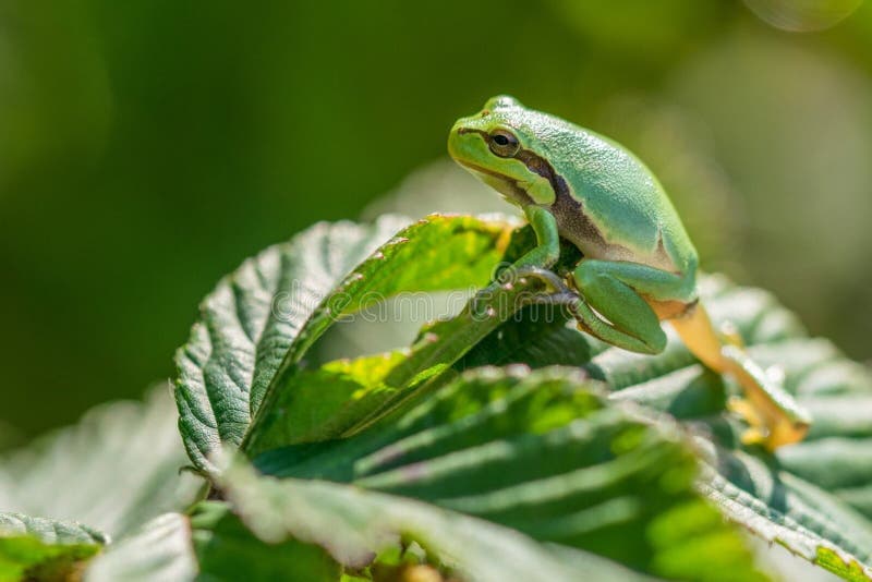 Frog, Leaf, Amphibian, Tree Frog Picture. Image: 100244412