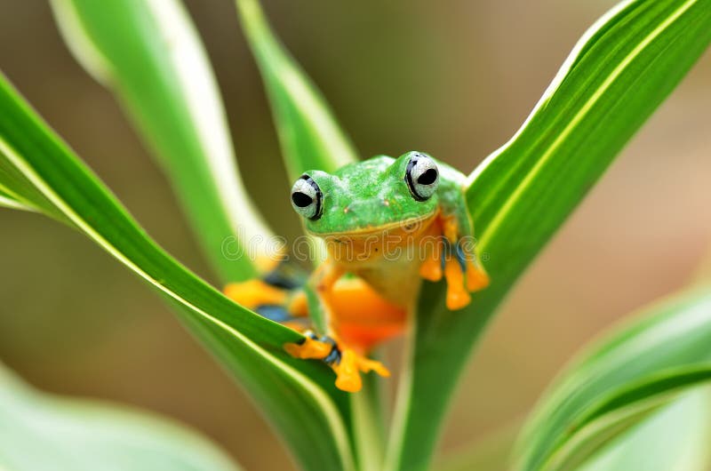 Frog.Dumpy,Animals,Stage,Natural,Amphibians,Reptiles Stock Photo ...