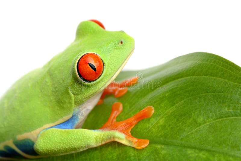 Red eyed tree frog stock photo. Image of colorful, tree - 23155674