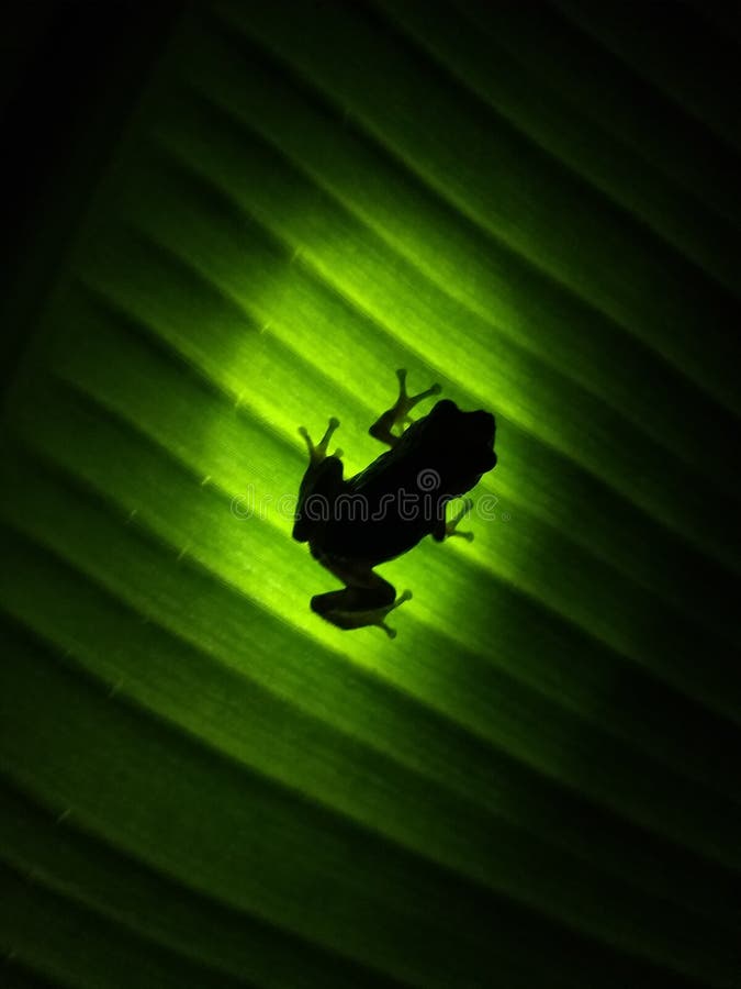 Shadow Frog Stock Images - Download 612 Royalty Free Photos